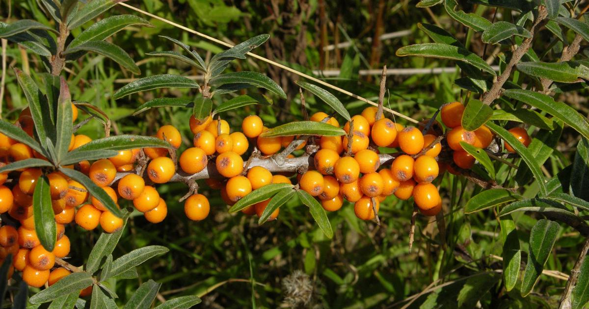 Havtorn - Randers Naturcenter